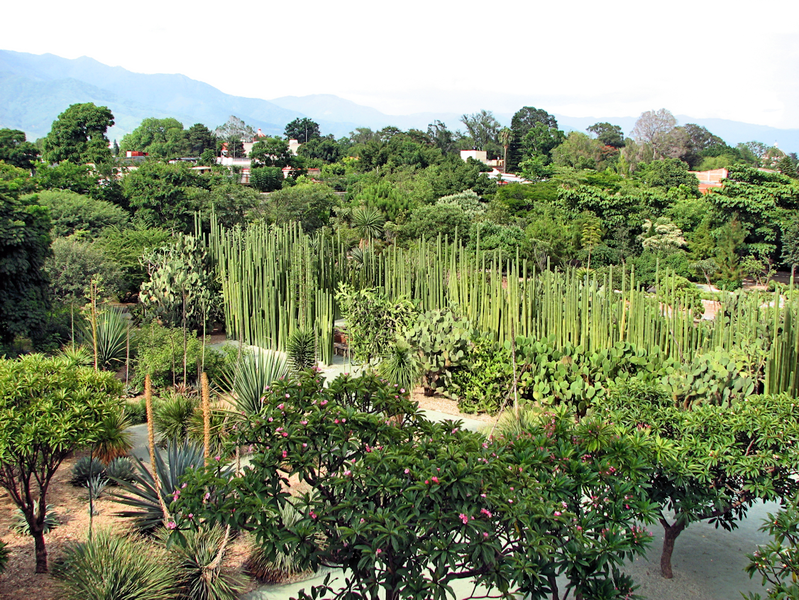 Paradise: Oaxaca's Etnobotanical Garden | Natural diversity